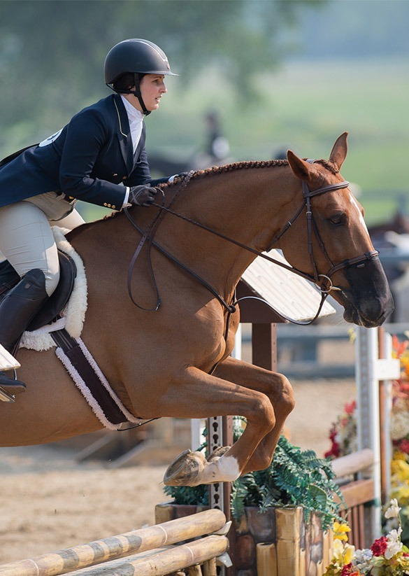 Carrera Horses | World-Class Show Jumping Horses