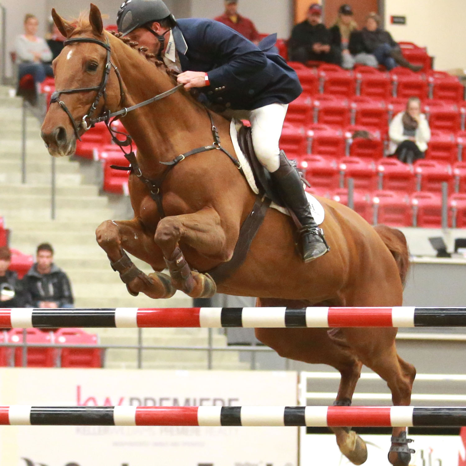 Carrera Horses | World-Class Show Jumping Horses
