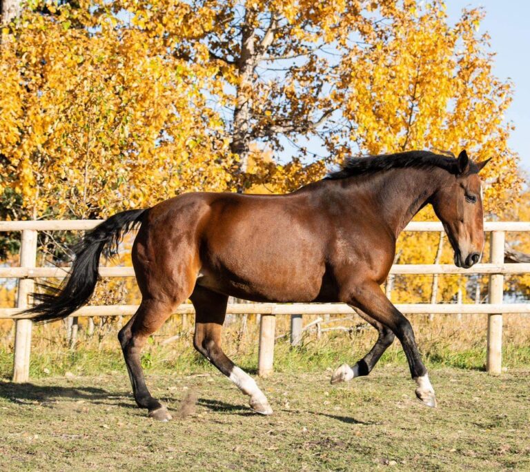 Home Page Home Page | Carrera Horses